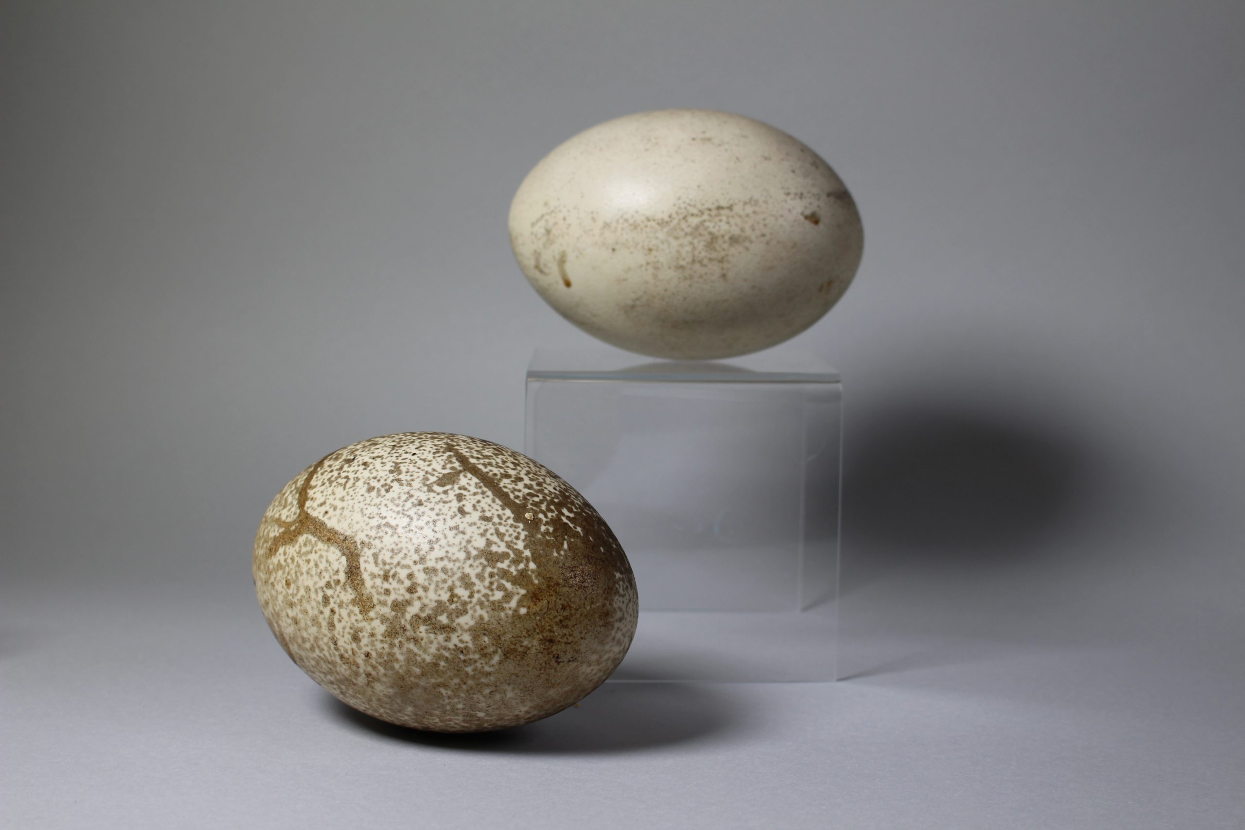 Ostrich Eggs - Eldon House